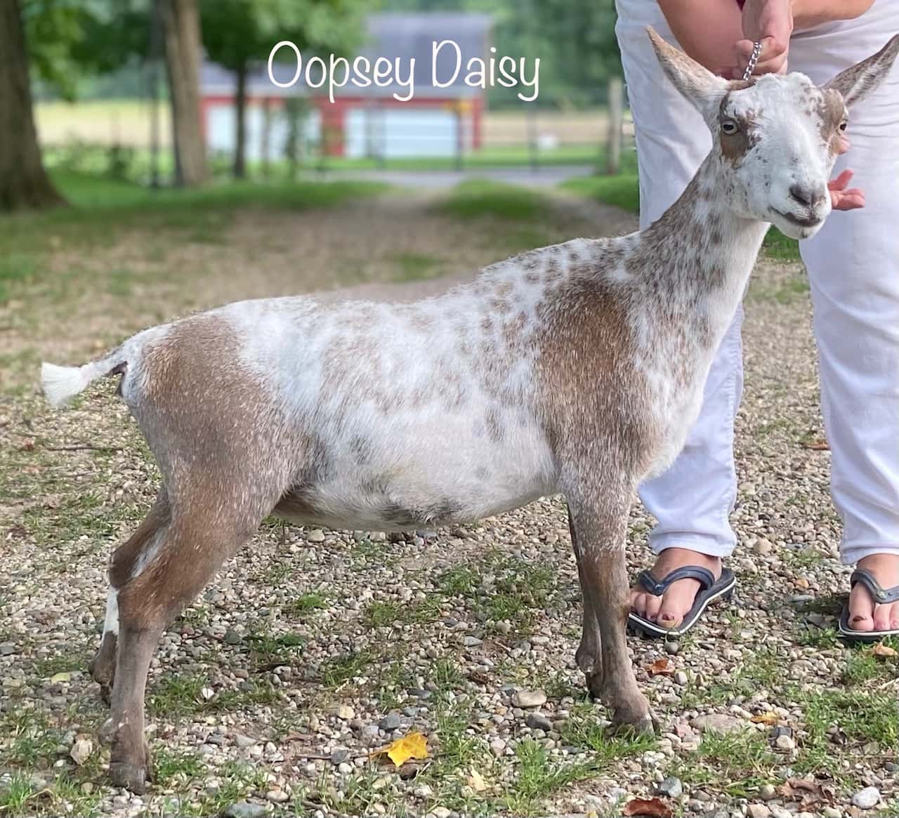 MeadowMist PE Cookie Monster | Meadow Mist Nigerians