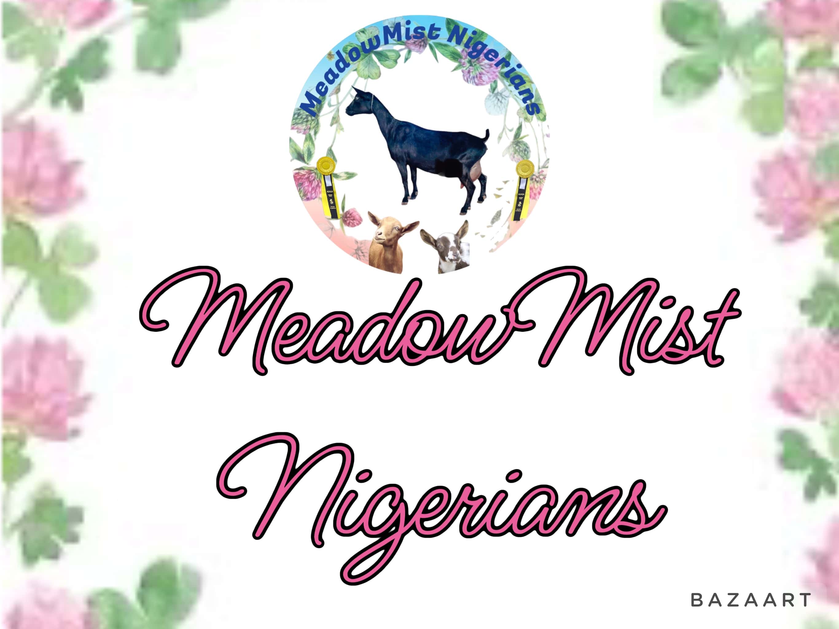 Senior Does | Meadow Mist Nigerians